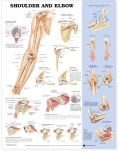 acc shoulder and elbow anatomical chart