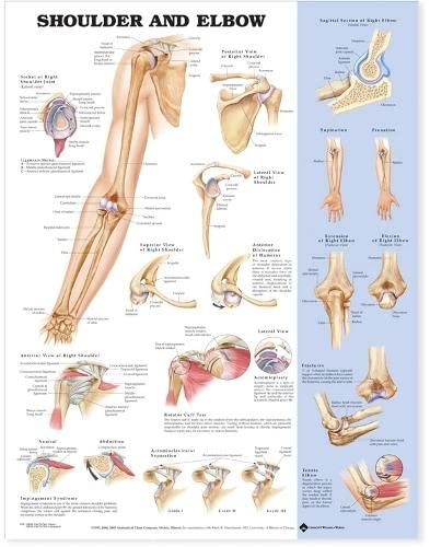 ACC Shoulder and Elbow Anatomical Chart