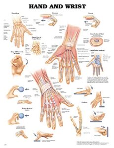 hand and wrist anatomical chart