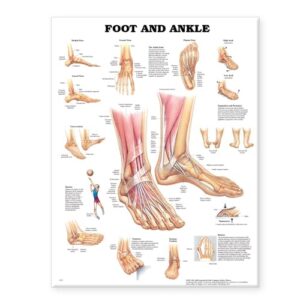 foot and ankle anatomical chart