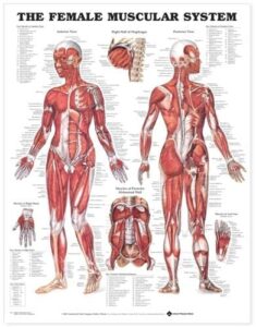 the female muscular system anatomical chart