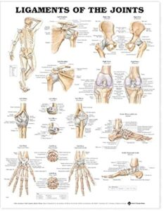 ligaments of the joints anatomical chart