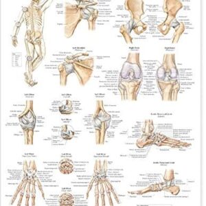 Ligaments of the Joints Anatomical Chart