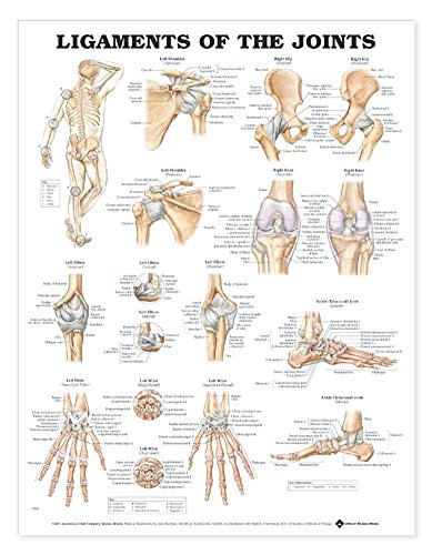 Ligaments of the Joints Anatomical Chart