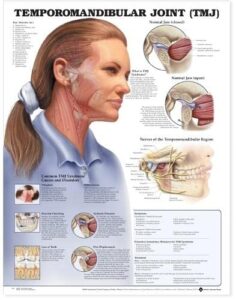 temporomandibular joint (tmj) anatomical chart