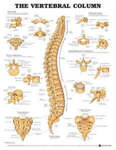 the vertebral column anatomical chart