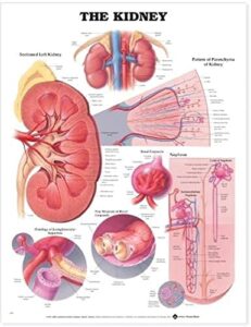 the kidney anatomical chart