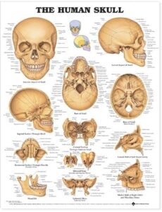 the human skull anatomical chart