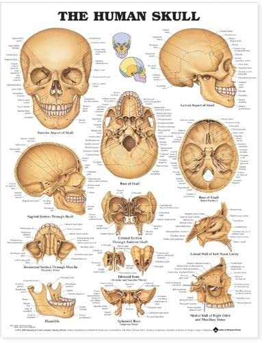 The Human Skull Anatomical Chart