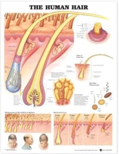 the human hair anatomical chart