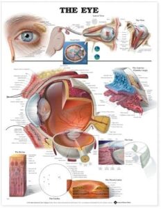 the eye anatomical chart