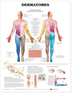 dermatomes anatomical chart