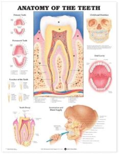 anatomy of the teeth anatomical chart