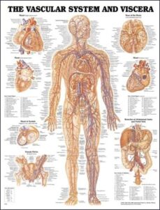 vascular system and viscera anatomical chart