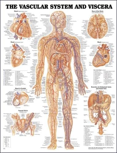 Vascular System and Viscera Anatomical Chart