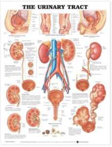 the urinary tract anatomical chart