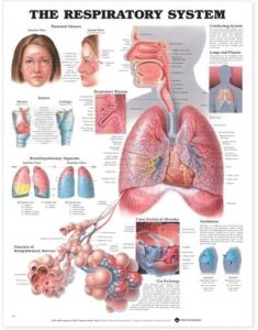 the respiratory system anatomical chart