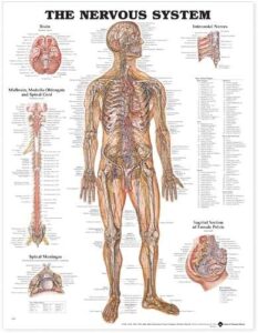 the nervous system anatomical chart