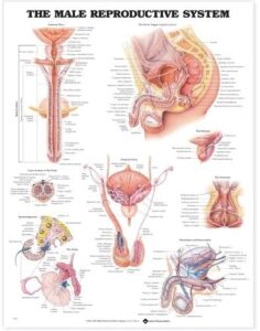 the male reproductive system anatomical chart