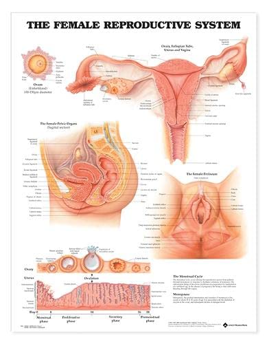 The Female Reproductive System Anatomical Chart