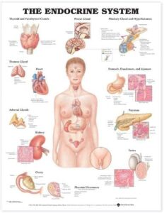 the endocrine system anatomical chart