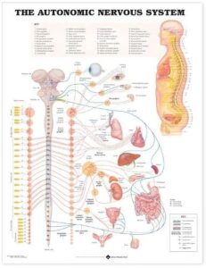 the autonomic nervous system anatomical chart