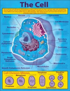 carson dellosa mark twain the cell chart (414019)