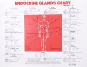 endocrine glands chart