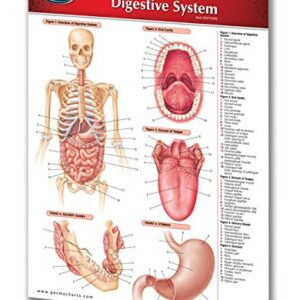 Human Digestive System Chart - 2-page 8.5" x 11" Laminated Quick Reference Guide