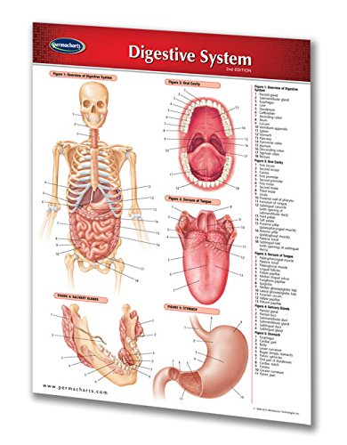 Human Digestive System Chart - 2-page 8.5" x 11" Laminated Quick Reference Guide