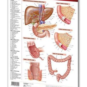 Human Digestive System Chart - 2-page 8.5" x 11" Laminated Quick Reference Guide