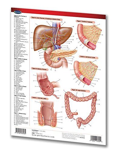 Human Digestive System Chart - 2-page 8.5" x 11" Laminated Quick Reference Guide