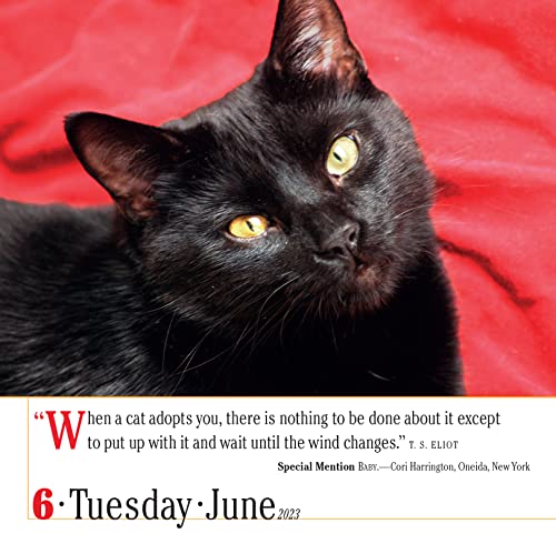 365 Cats Page-A-Day Calendar 2023: The World's Favorite Cat Calendar