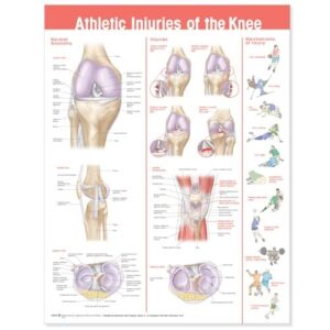 athletic injuries of the knee anatomical chart