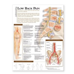 understanding low back pain anatomical chart