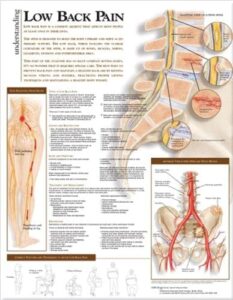 understanding low back pain anatomical chart