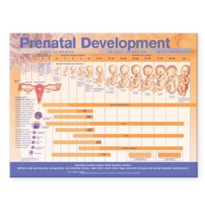 prenatal development anatomical chart