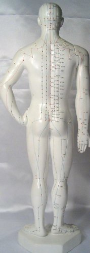 Human Acupuncture Model, Height 20"