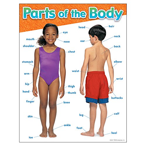 TREND enterprises, Inc. Parts of The Body Learning Chart, 17" x 22"