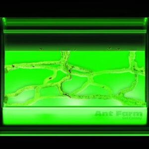 Uncle Milton Ant Farm Live Ant Habitat, Light-Up Gel Colony