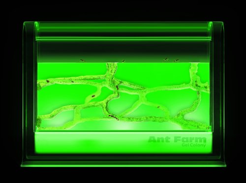 Uncle Milton Ant Farm Live Ant Habitat, Light-Up Gel Colony