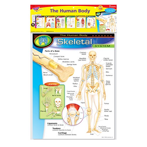 TREND ENTERPRISES, INC. T-38913 The Human Body Learning Charts Combo Pack, Set of 7, Multi