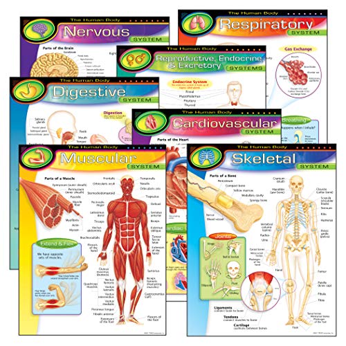 TREND ENTERPRISES, INC. T-38913 The Human Body Learning Charts Combo Pack, Set of 7, Multi