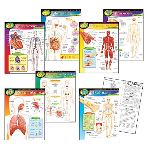 TREND ENTERPRISES, INC. T-38913 The Human Body Learning Charts Combo Pack, Set of 7, Multi