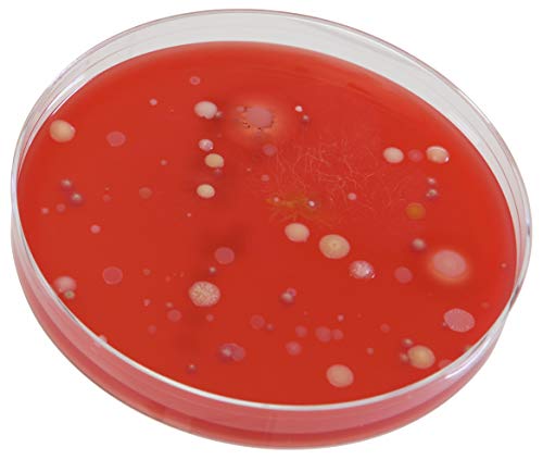 Columbia CNA Agar (Colistin and Nalidixic Acid), with 5% Sheep Blood, for the Selective Isolation of Gram Positive Bacteria, 15x100mm Plate, Order by the Package of 10 plates, by Hardy Diagnostics