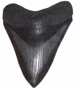 megalodon shark tooth