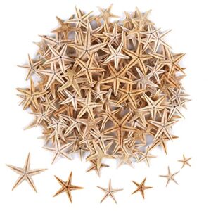 ppclion 100 pcs small starfish star sea shell beach for craft 0.4″-1″