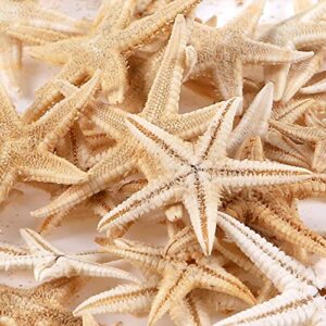 PPCLION 100 Pcs Small Starfish Star Sea Shell Beach for Craft 0.4"-1"