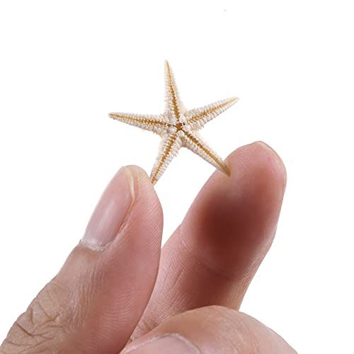 PPCLION 100 Pcs Small Starfish Star Sea Shell Beach for Craft 0.4"-1"