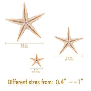 PPCLION 100 Pcs Small Starfish Star Sea Shell Beach for Craft 0.4"-1"